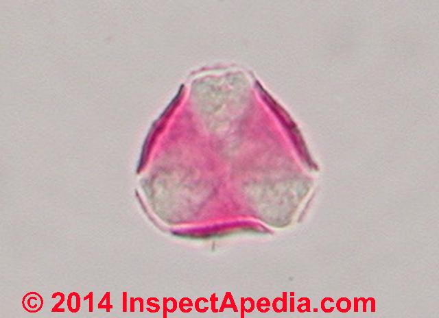 Pollen Photographs: a Photo Guide to the Pollen of various North ...